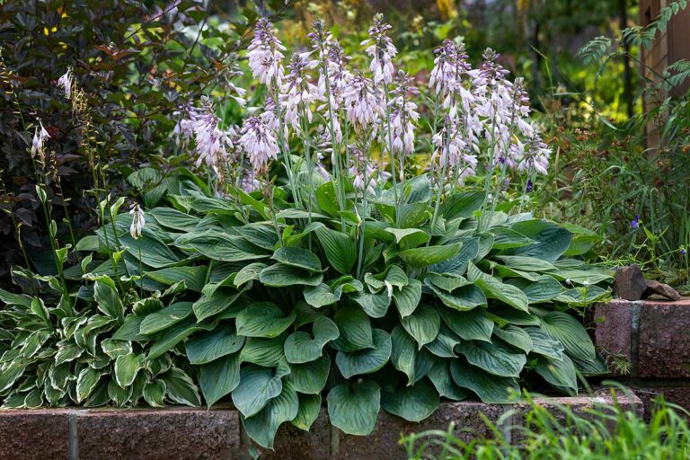 Best Time to Divide Hostas? (Expert Tips) - Garden Lovers Club