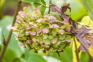 10 Common Problems With Hydrangea Plants - Garden Lovers Club