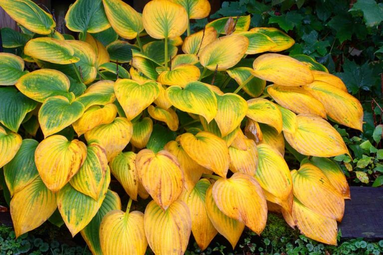 10 Common Problems with Hostas Plants & How to Solve Them - Garden ...