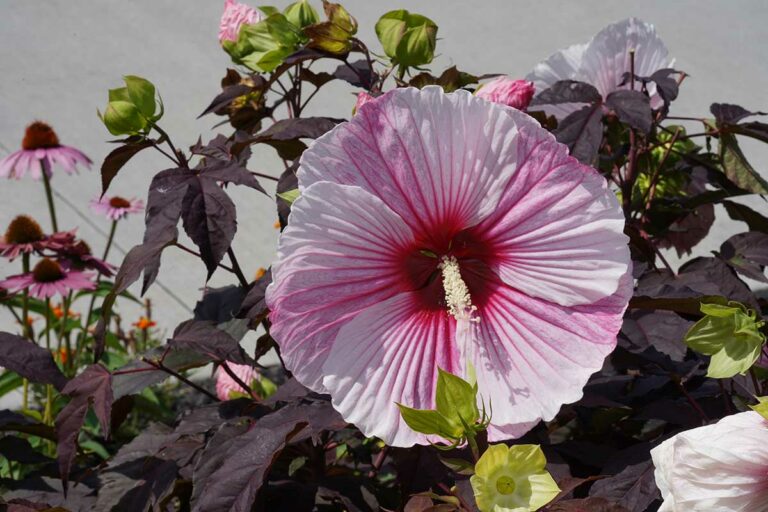 10 Common Problems with Hibiscus Plants & How to Solve Them - Garden ...