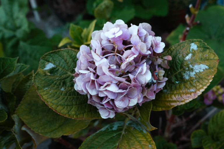 10 Common Problems With Hydrangea Plants - Garden Lovers Club