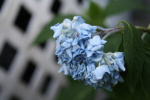 10 Common Problems With Hydrangea Plants - Garden Lovers Club