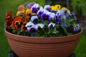 12 Tips for Growing Pansies in Pots or Containers - Garden Lovers Club