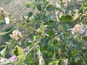 10 Common Problems with Hibiscus Plants & How to Solve Them - Garden ...