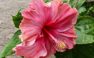 Best Fertilizers for Hibiscus - Garden Lovers Club