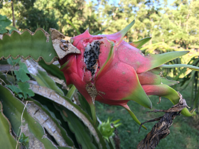 10 Common Problems With Dragon Fruit Plants & Their Solutions - Garden ...