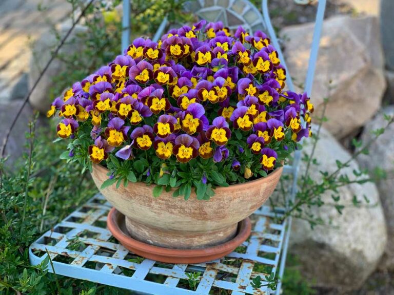 12 Tips for Growing Pansies in Pots or Containers - Garden Lovers Club