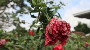 10 Common Problems with Hibiscus Plants & How to Solve Them - Garden ...