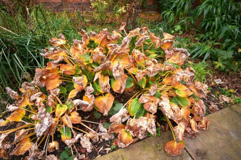 10 Common Problems with Hostas Plants & How to Solve Them - Garden ...