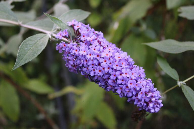 How to Start Butterfly Bush From Seed - Garden Lovers Club
