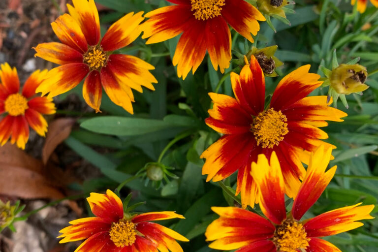 How to Grow and Care for Coreopsis - Garden Lovers Club