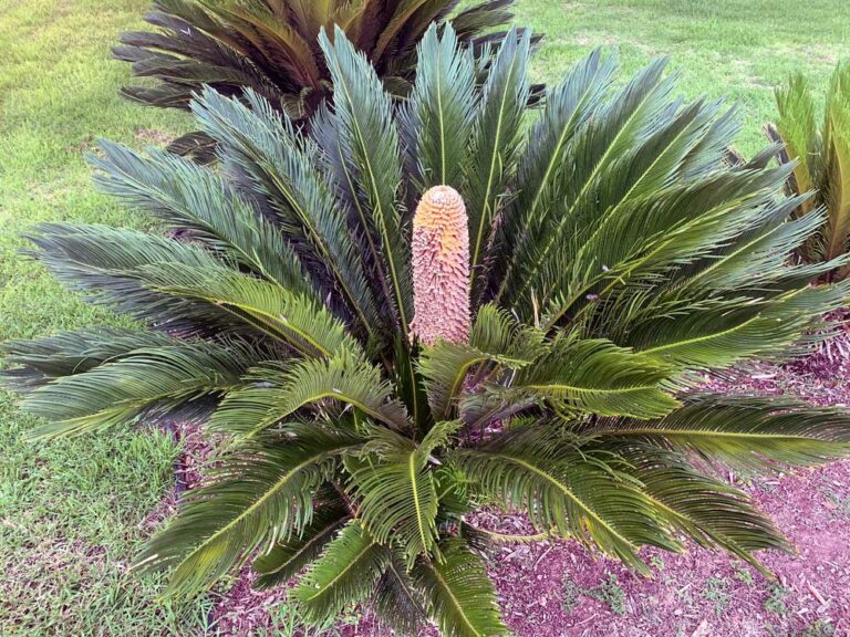 10 Perfect Texas Palm Trees: Adding a Touch of Tropics to Your Garden ...