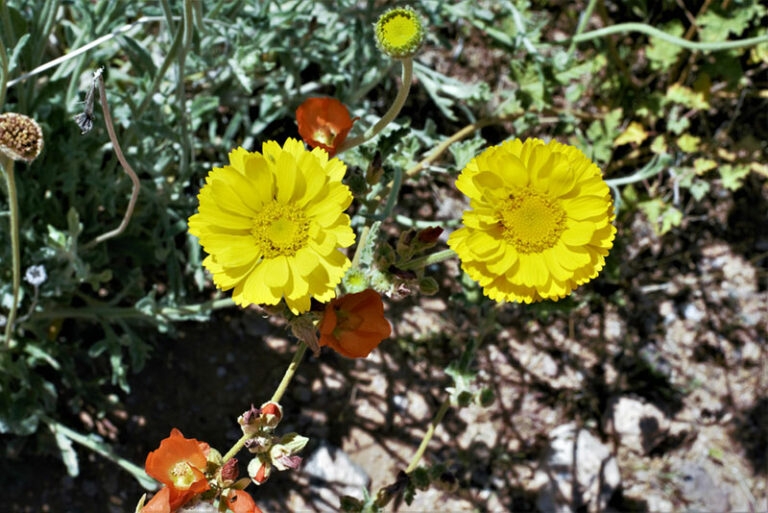 12 Heat-Tolerant Shrubs for Summer Heat - Garden Lovers Club