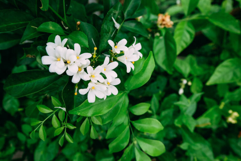 Growing Jasmine from Seeds: A Comprehensive Guide - Garden Lovers Club