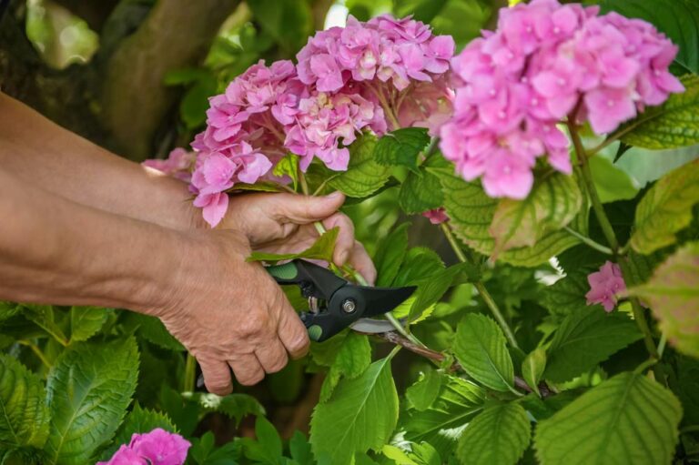 Best Time To Cut Back Hydrangeas? (Expert Tips) - Garden Lovers Club