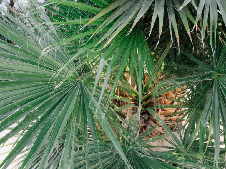 10 Perfect Texas Palm Trees: Adding a Touch of Tropics to Your Garden ...