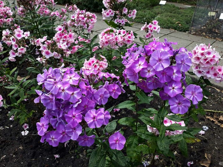 10 Great Tips for Growing Phlox Plants - Garden Lovers Club