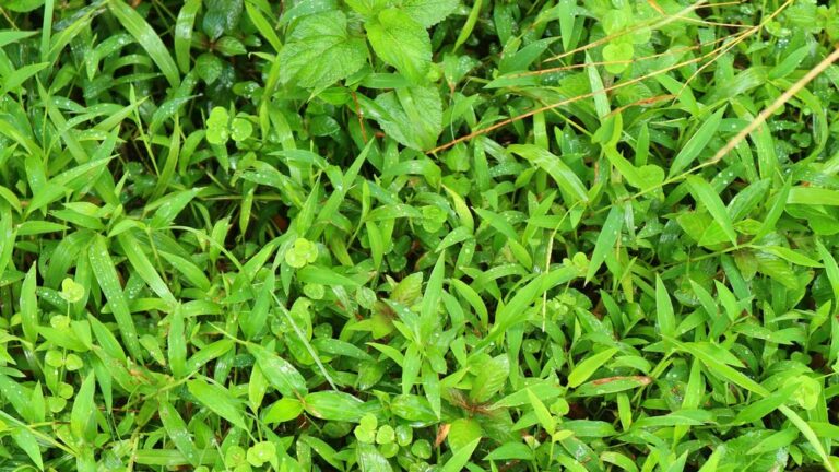 Invasive Plants You Should Know About and How to Get Rid of Them ...