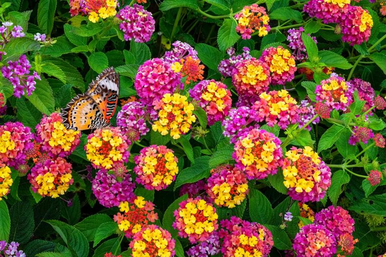 17 Full Sun Annuals that Bloom All Summer - Garden Lovers Club