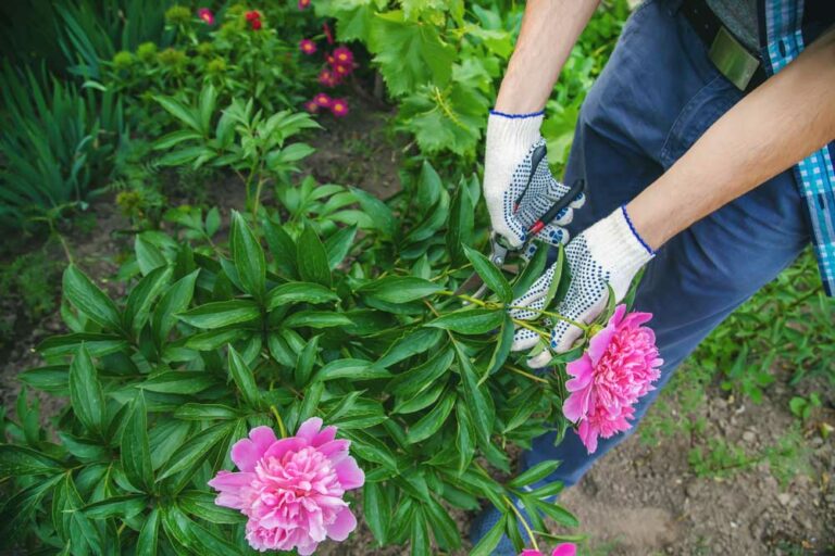 How to Propagate Peonies From Cuttings - Garden Lovers Club