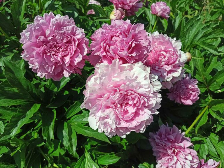 How to Propagate Peonies From Cuttings - Garden Lovers Club