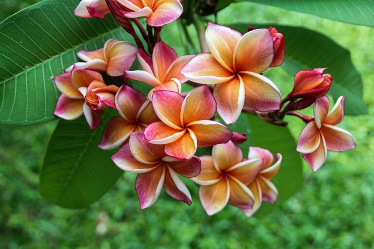 How to Propagate Plumeria From Cuttings - Garden Lovers Club