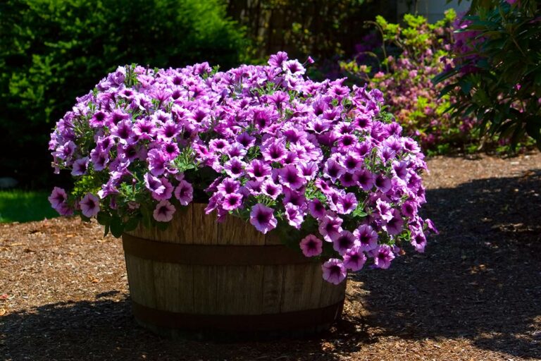 16 Different Types of Petunias (Photos) - Garden Lovers Club
