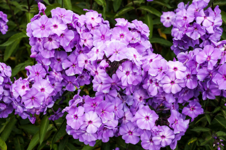 How To Keep Phlox Blooming All Summer Long! (3 Tips) - Garden Lovers Club