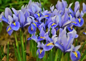 Fertilizing Iris – How To Get Irises Blooming All Season Long - Garden ...