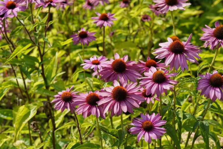 15 Perennials to Cut Back in Fall for AMAZING Spring Blooms - Garden ...