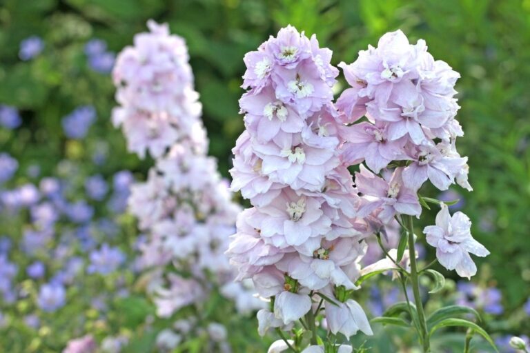 15 Different Types of Delphinium - Garden Lovers Club