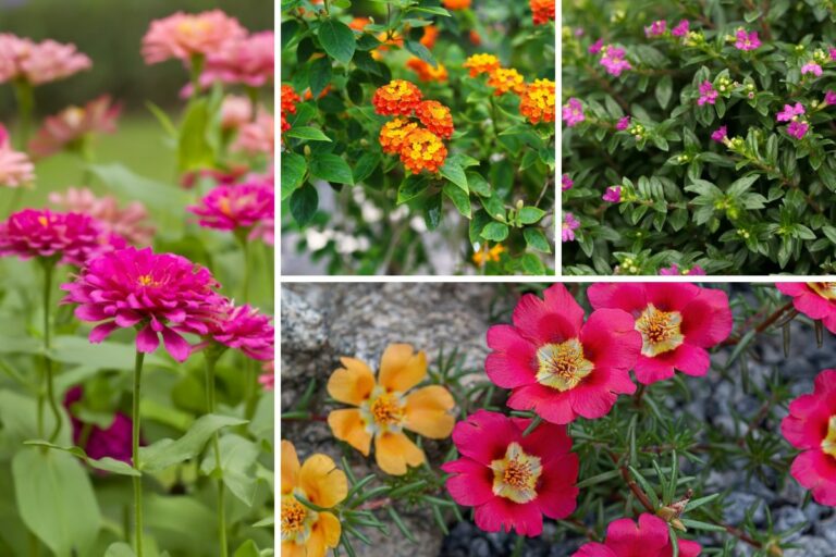 10 Perfect Trailing Annuals You'll LOVE - Garden Lovers Club