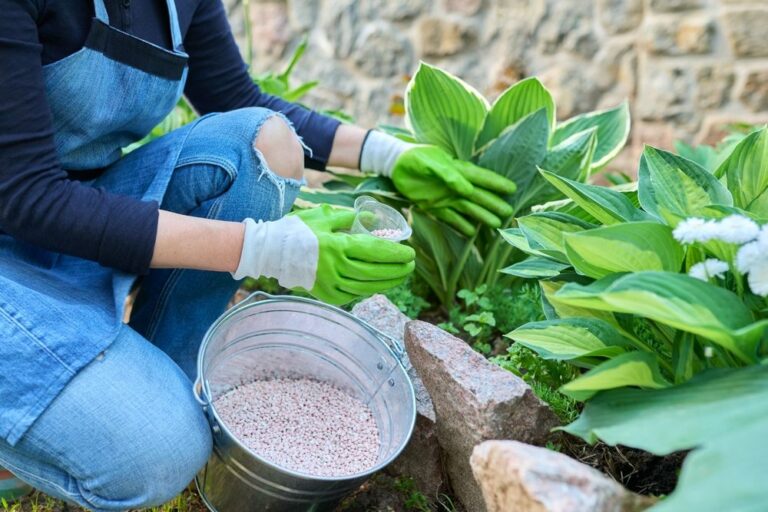 Fertilizing Hostas – How To Get Hosta Thriving All Summer Long - Garden ...