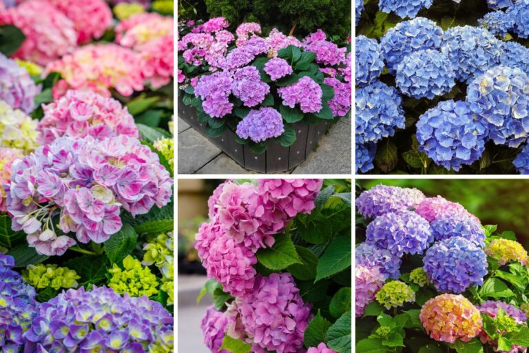 12 Different Varieties of Hydrangea - Garden Lovers Club