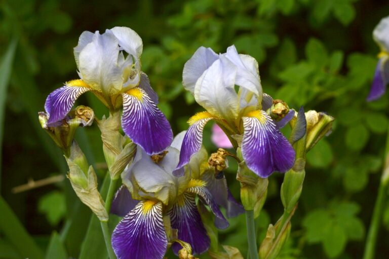 Fertilizing Iris – How To Get Irises Blooming All Season Long - Garden ...