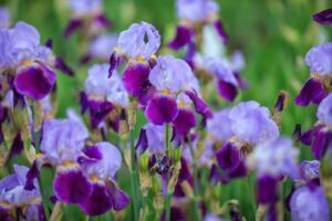 Fertilizing Iris – How To Get Irises Blooming All Season Long - Garden ...