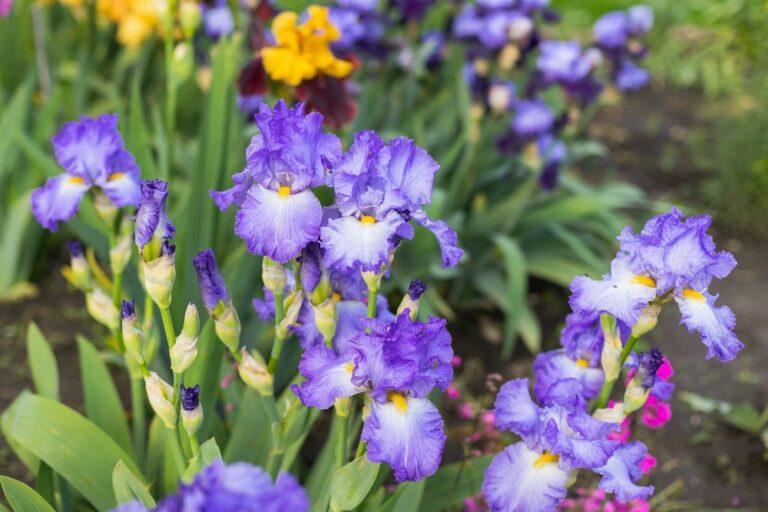 Best Time to Cut Back Irises: A Guide for Healthier Plants - Garden Lovers Club