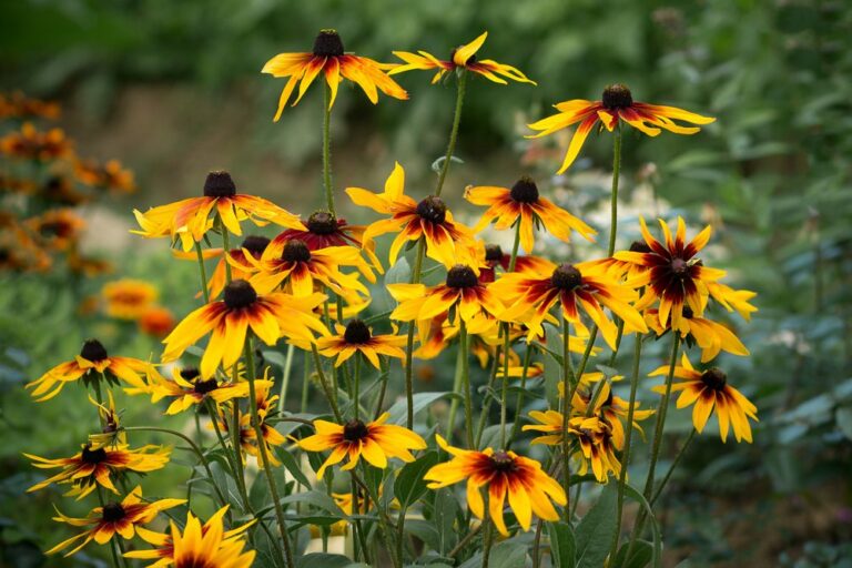 10 Black-Eyed Susan Companion Plants - Garden Lovers Club