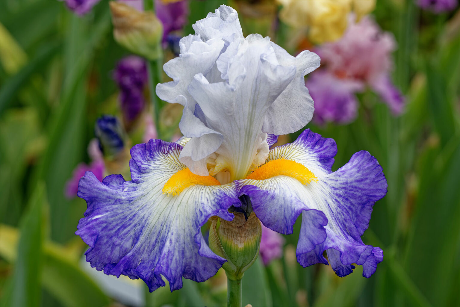 10 Different Types of Iris (Photos) - Garden Lovers Club