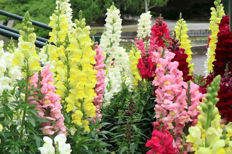 From Seed to Bloom: A Step-by-Step Guide to Growing Snapdragons ...