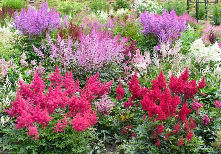 21 Long-Blooming Perennials That Keep the Garden Color Going for Months ...