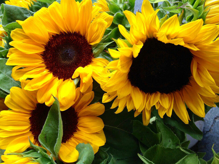 10 Fall-Blooming Flowers to Plant in Late Summer - Garden Lovers Club