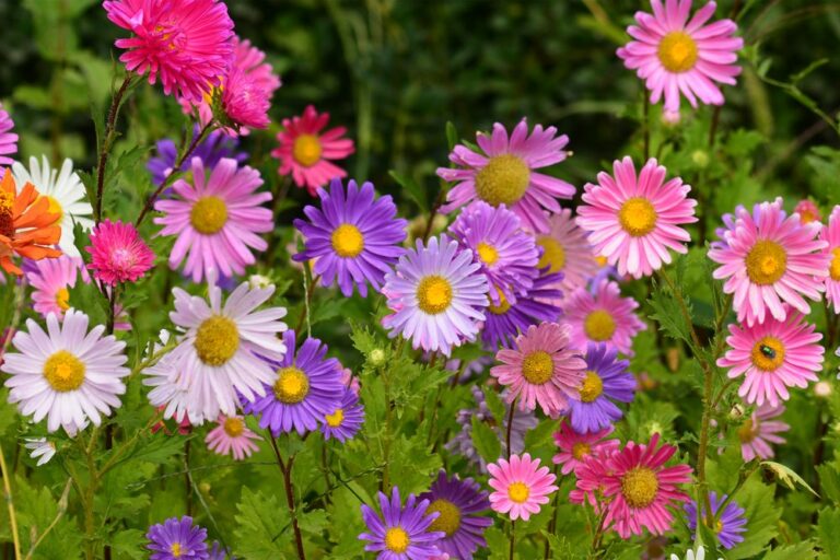 10 Fall-Blooming Flowers to Plant in Late Summer - Garden Lovers Club