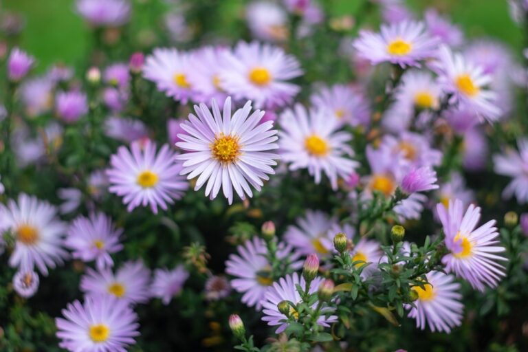 The Different Types of Aster (Photos) - Garden Lovers Club