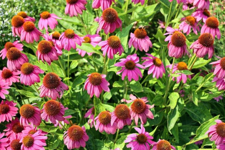 20 Ohio Perennials That Thrive with Neglect - Garden Lovers Club