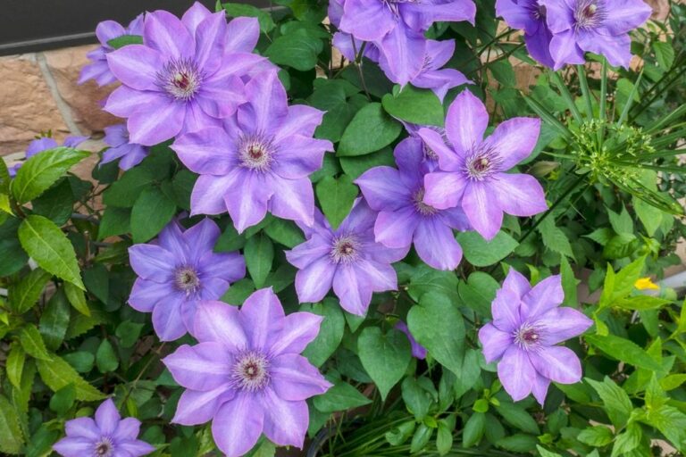 15 Perennials That Will Bloom Multiple Times a Year - Garden Lovers Club