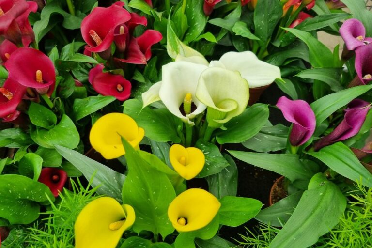 10 Different Types of Calla Lily (Plus Care Guides) - Garden Lovers Club