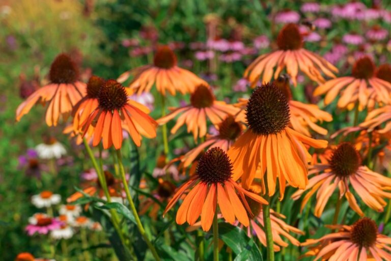 12 Perennials You Should Plant in October - Garden Lovers Club