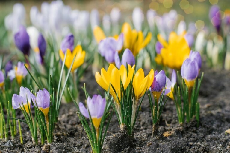 10 Heat-Tolerant and Drought-Tolerant Plants - Garden Lovers Club