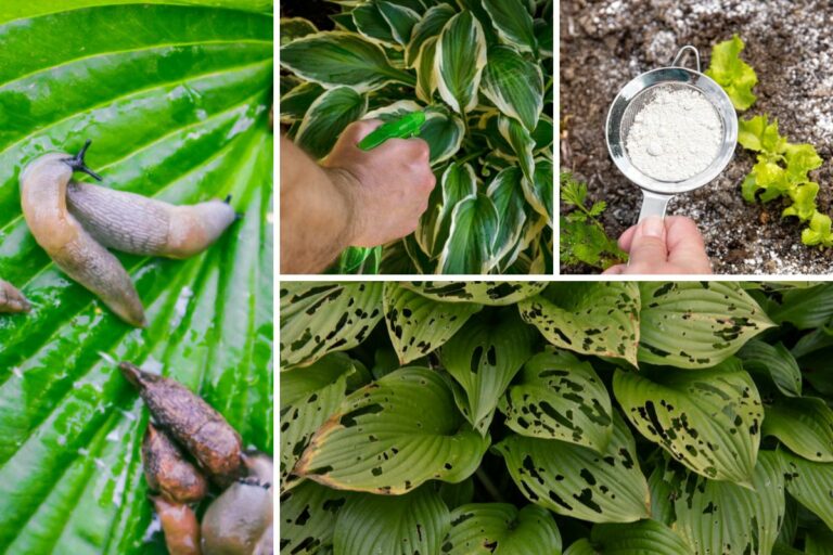 How to Propagate Hostas From Cuttings - Garden Lovers Club